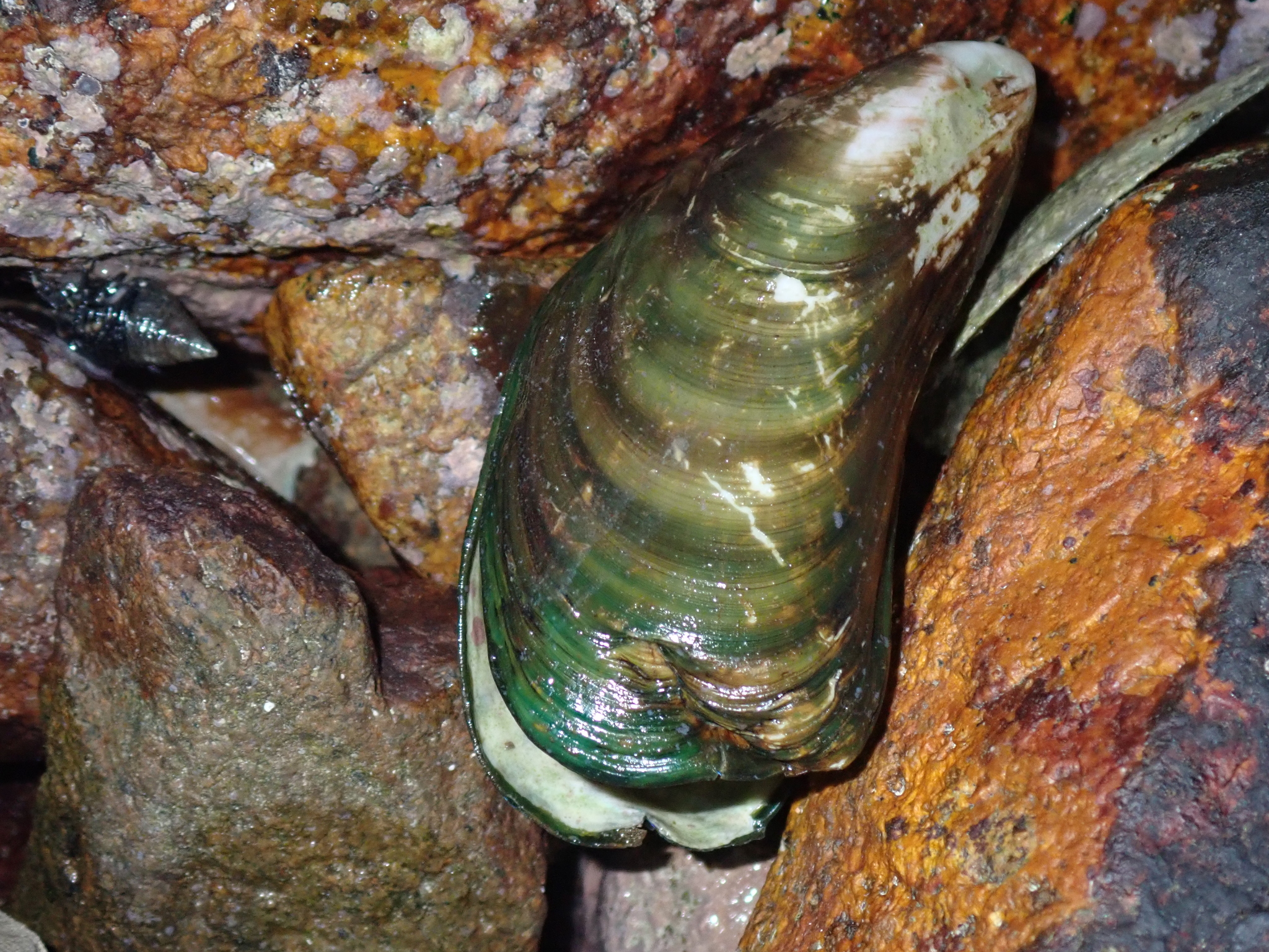 Perna viridis (Linnaeus, 1758)