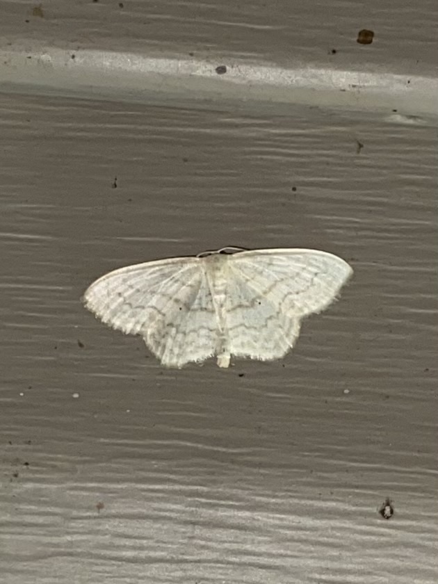 Large Lace-border Moth from Landers Swink Rd, Eclectic, AL, US on April ...