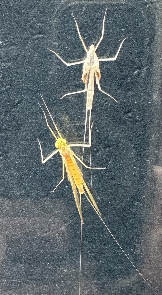Stream Mayflies from Baileys Point Rd, Scottsville, KY, US on April 27 ...