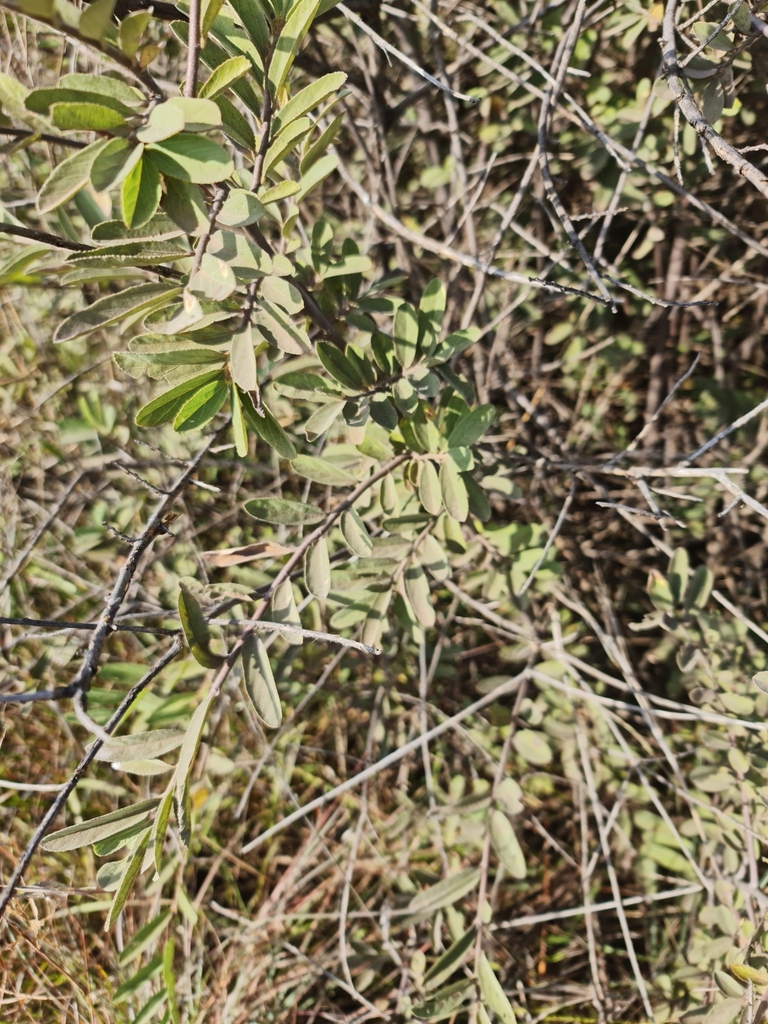Grey Raisin from Carletonville, 2499, South Africa on April 27, 2023 at ...