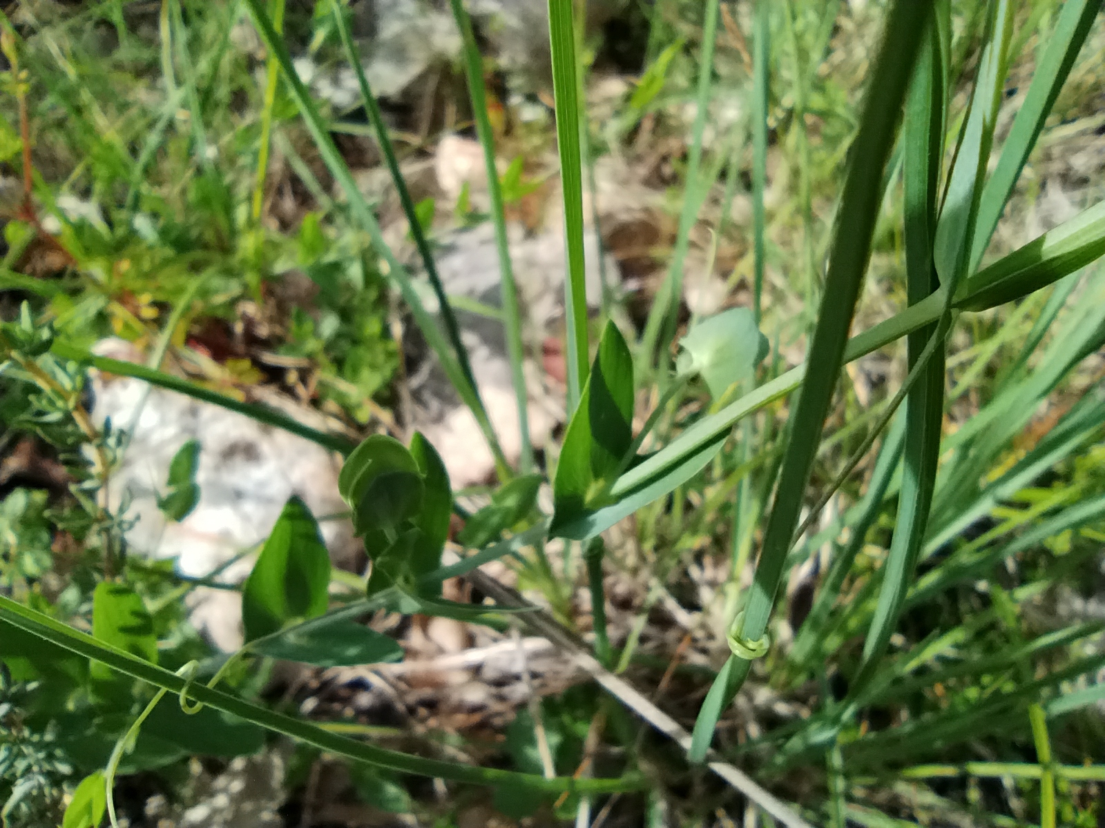 Lathyrus aphaca L.