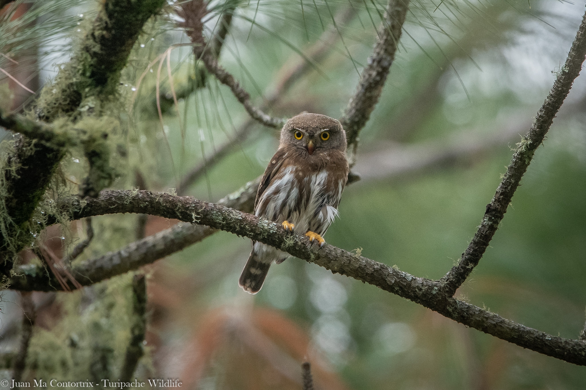 Glaucidium sanchezi Lowery & R.J.Newman, 1949