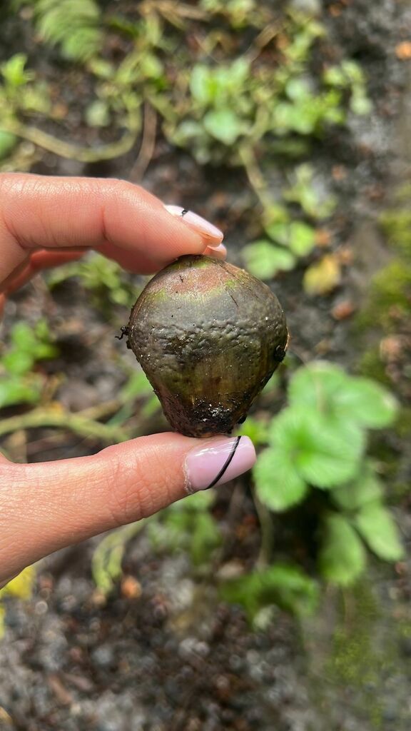 Mountain coconut from De Los Colimes esq, Quito 170513, Ecuador on ...
