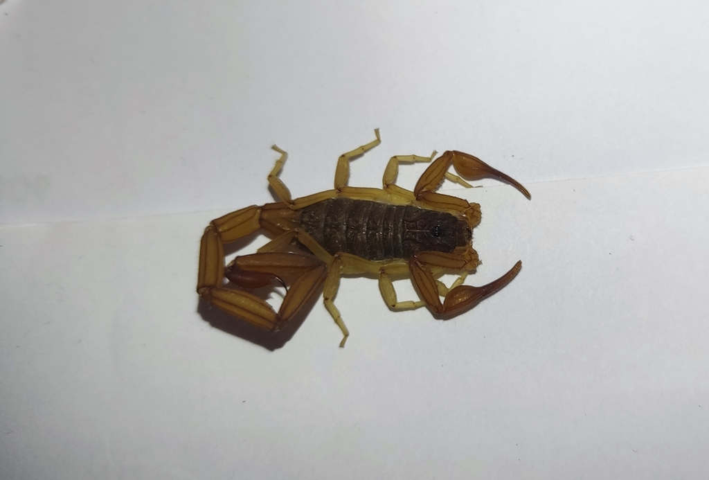 Alacrán yucateco desde Espita, Yuc., México el 24 de abril de 2023 a ...