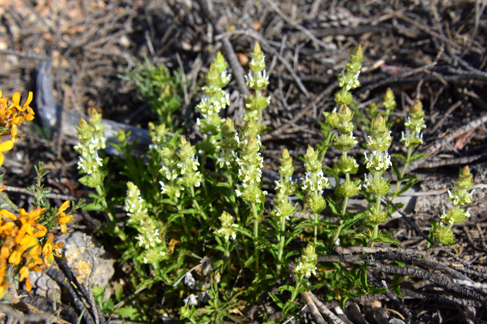 Sideritis hirsuta L.