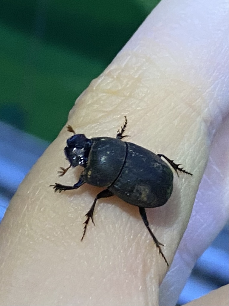 Copris from Nanjing, CN-JS, CN on April 27, 2023 at 10:34 PM by llareta ...