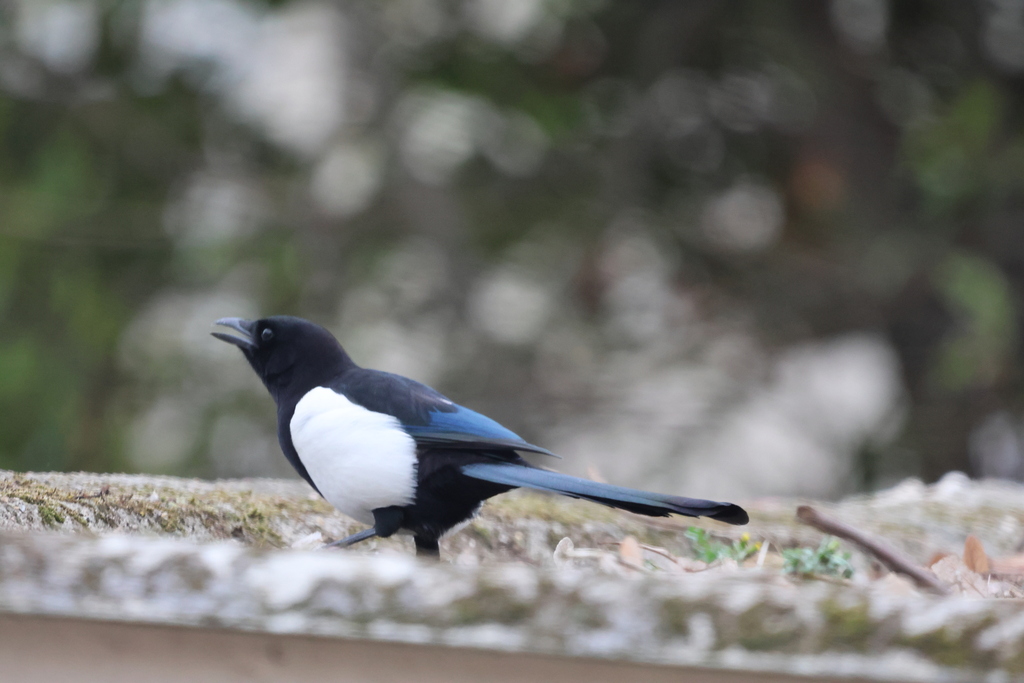 Eurasian Magpie from 78500 Sartrouville, France on February 18, 2023 at ...