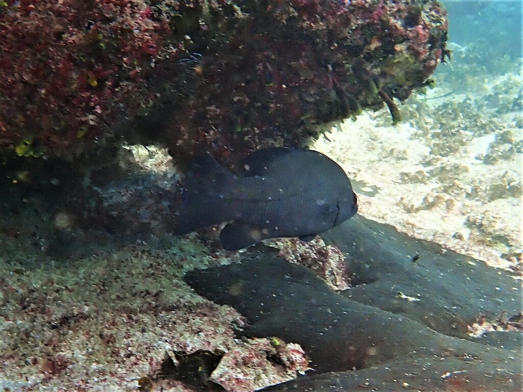 Black Sand Bass from Oyster Bridge, Lyndon WA 6701, Australia on April ...