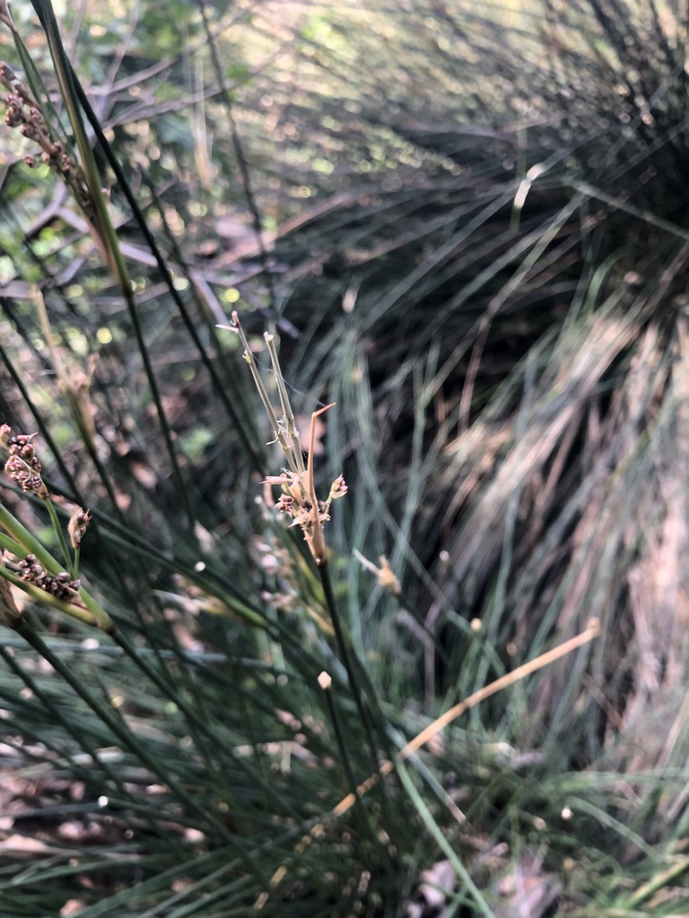 spiny rush from Kreta, Itanos, Crete, GR on April 27, 2023 at 04:36 PM ...