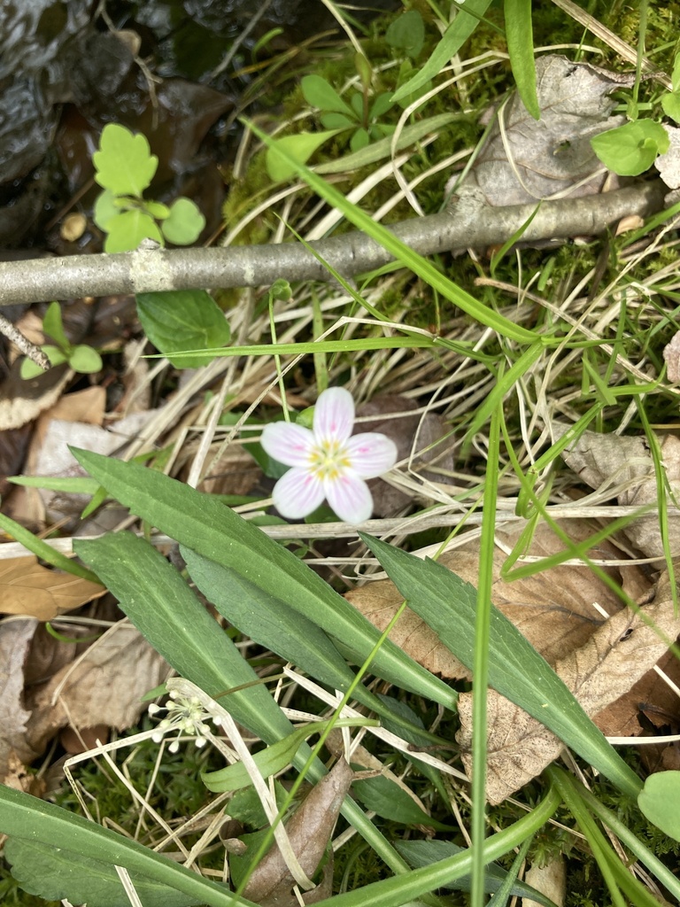 Virginia spring beauty in April 2023 by leahcc · iNaturalist