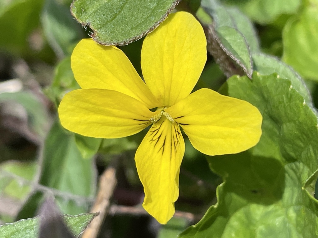 stream violet from Zigzag Ranger Station, Estacada, OR, US on April 25 ...