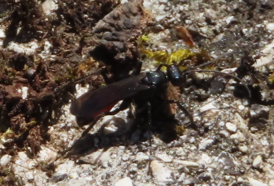 Priocnemis from Epirus, Greece on April 27, 2023 at 03:03 PM by Andy ...