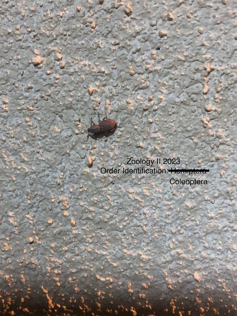 Fuller's rose weevil in April 2023 by tomhales_ · iNaturalist