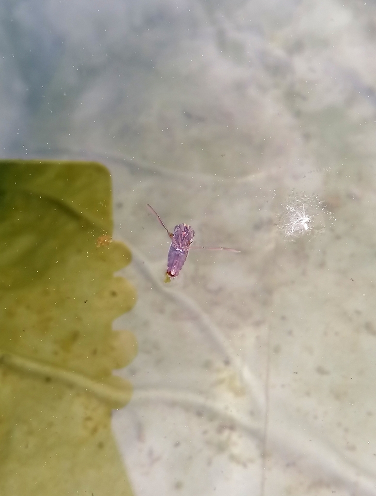 Milky Backswimmers from 8046, Österreich on April 27, 2023 at 05:44 PM ...