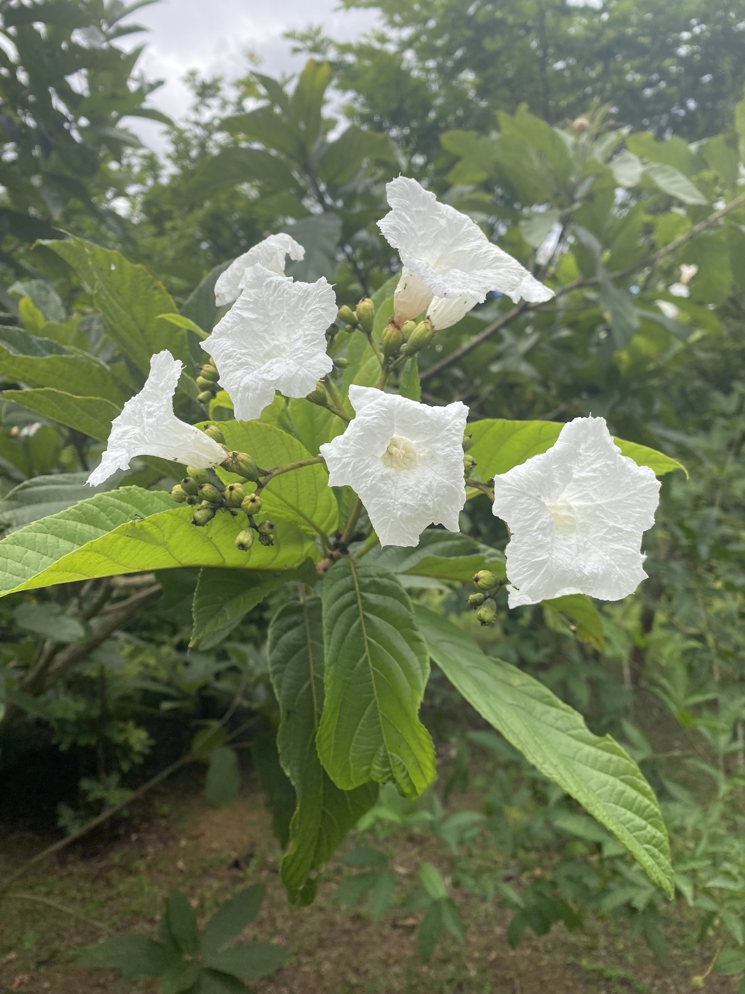 Cordia superba Cham.