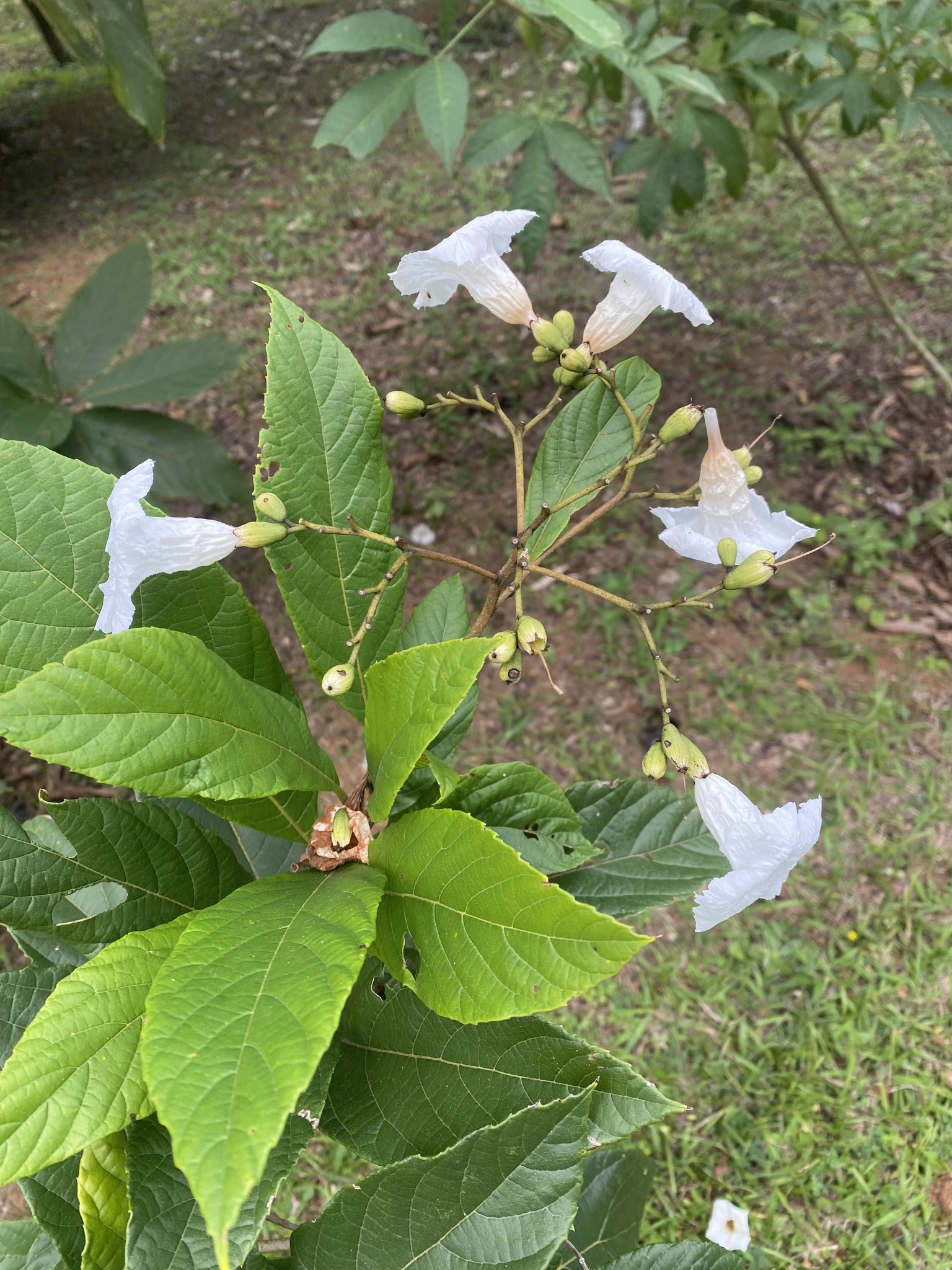 Cordia superba Cham.