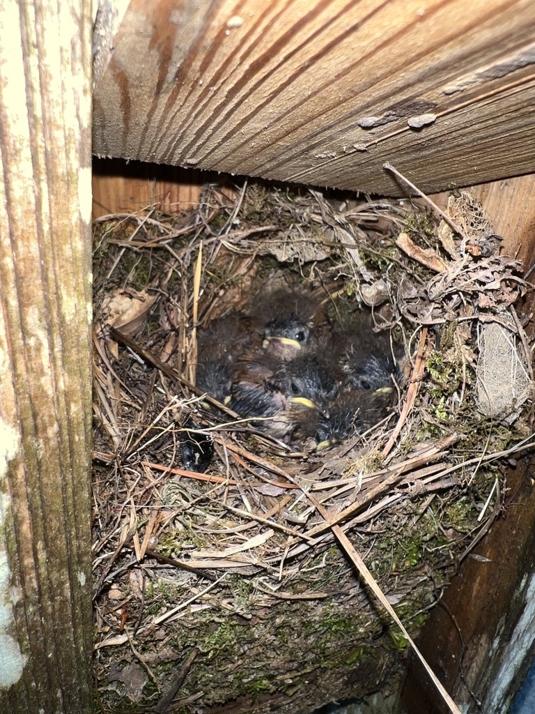 Carolina Wren from Midway, AL, US on April 27, 2023 at 09:26 AM by John ...