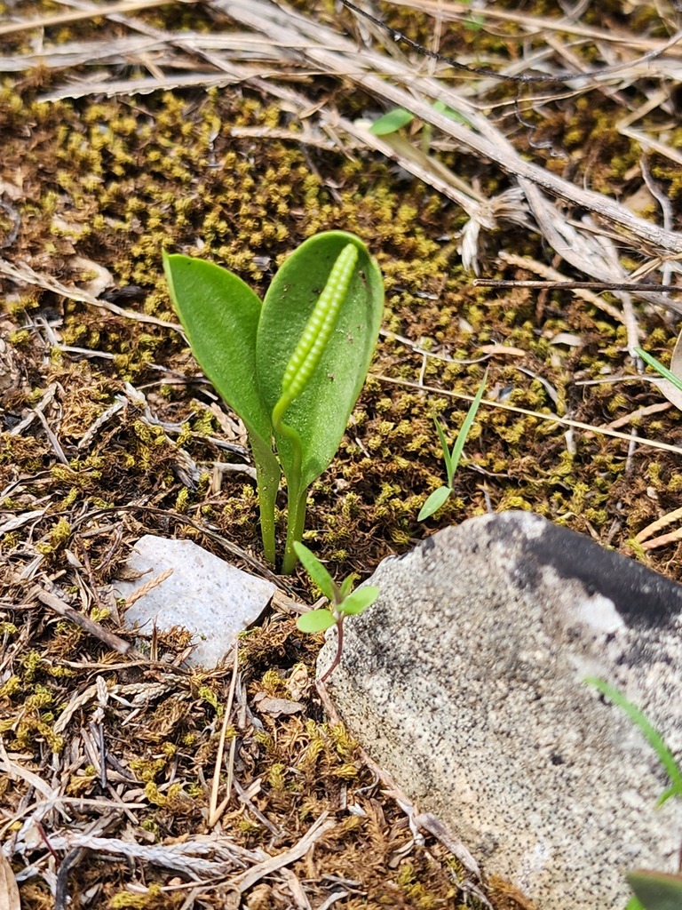 limestone adder's-tongue from Izard County, AR, USA on April 25, 2023 ...