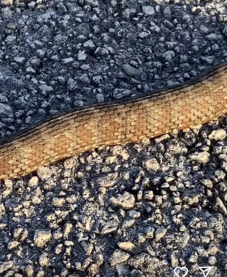 Nerodia clarkii (Baird & Girard, 1853)