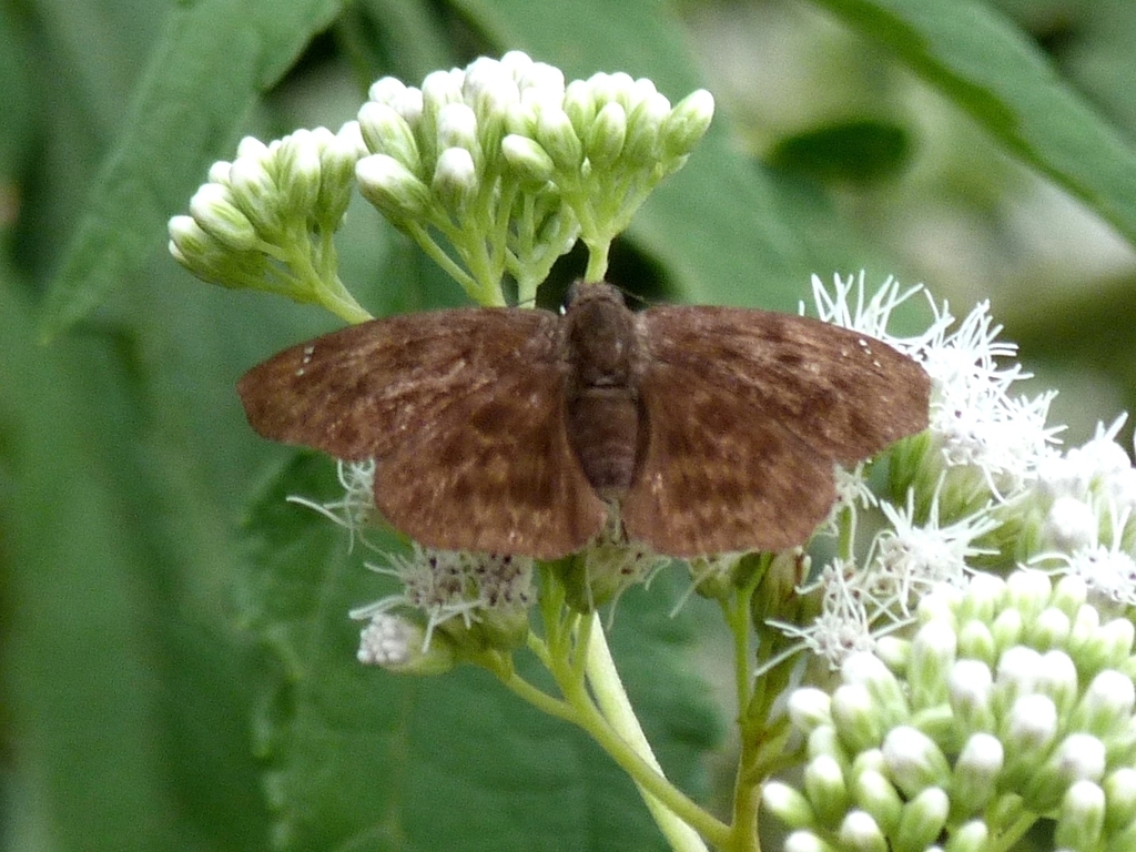 Nisoniades castolus (Borboletas de Rio Claro, SP/Butterflies of Rio ...