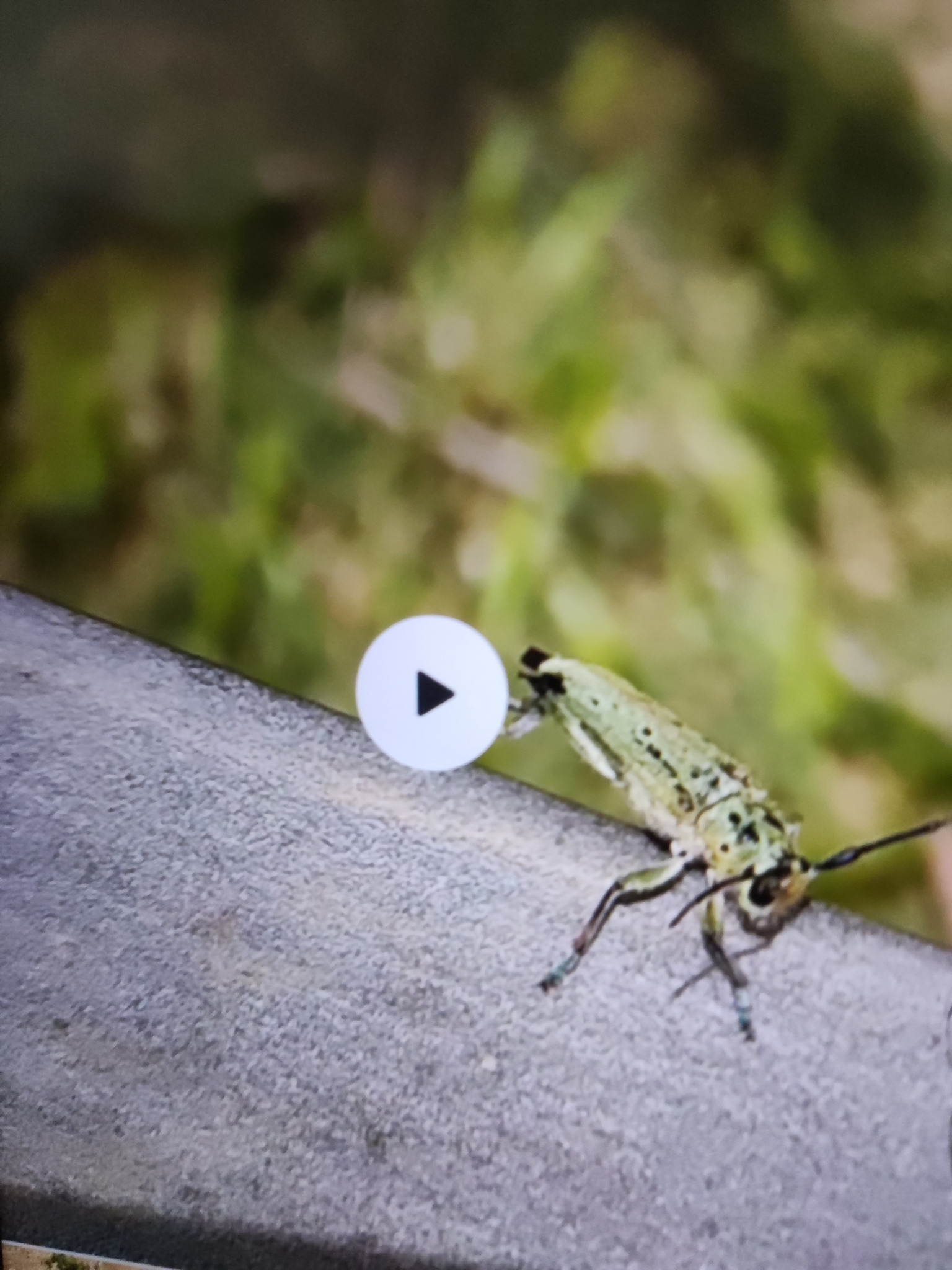 Saperda punctata (Linnaeus, 1767)