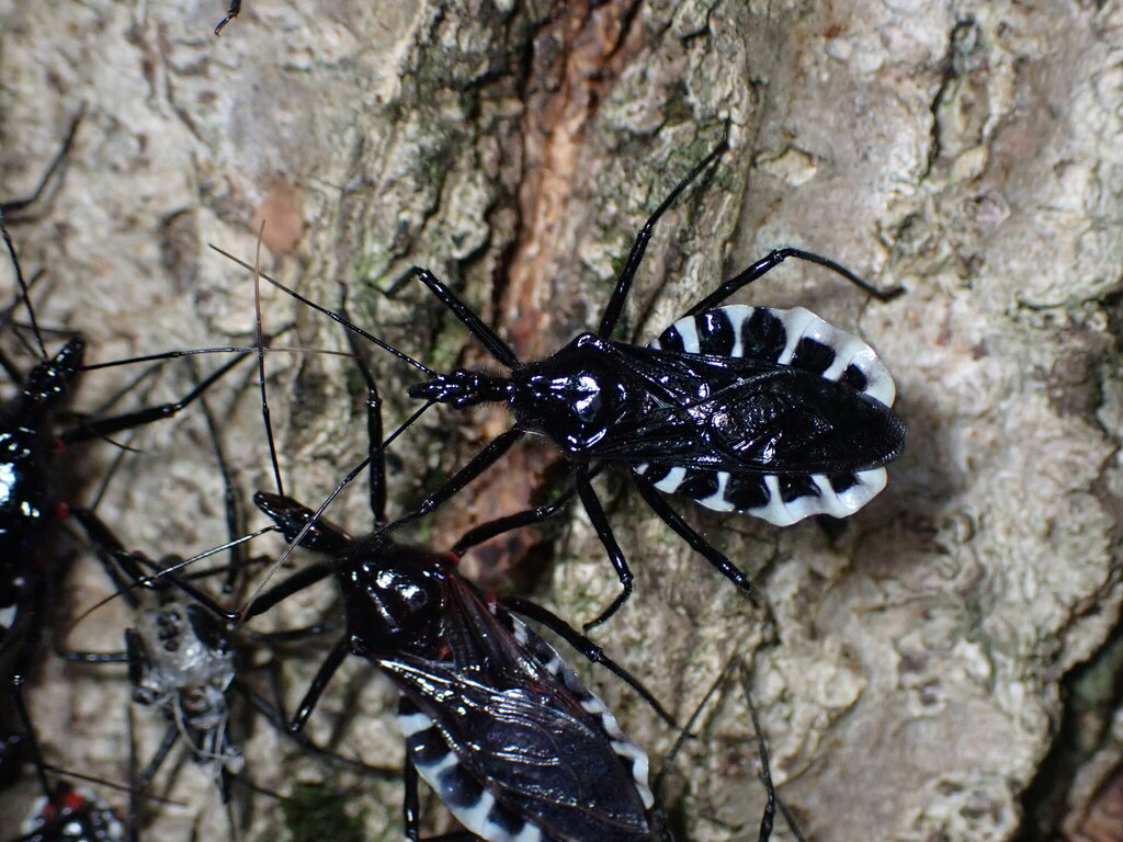 Japanese Assassin Bug from 日本、〒921-8836 石川県野々市市末松 on April 28, 2023 at ...