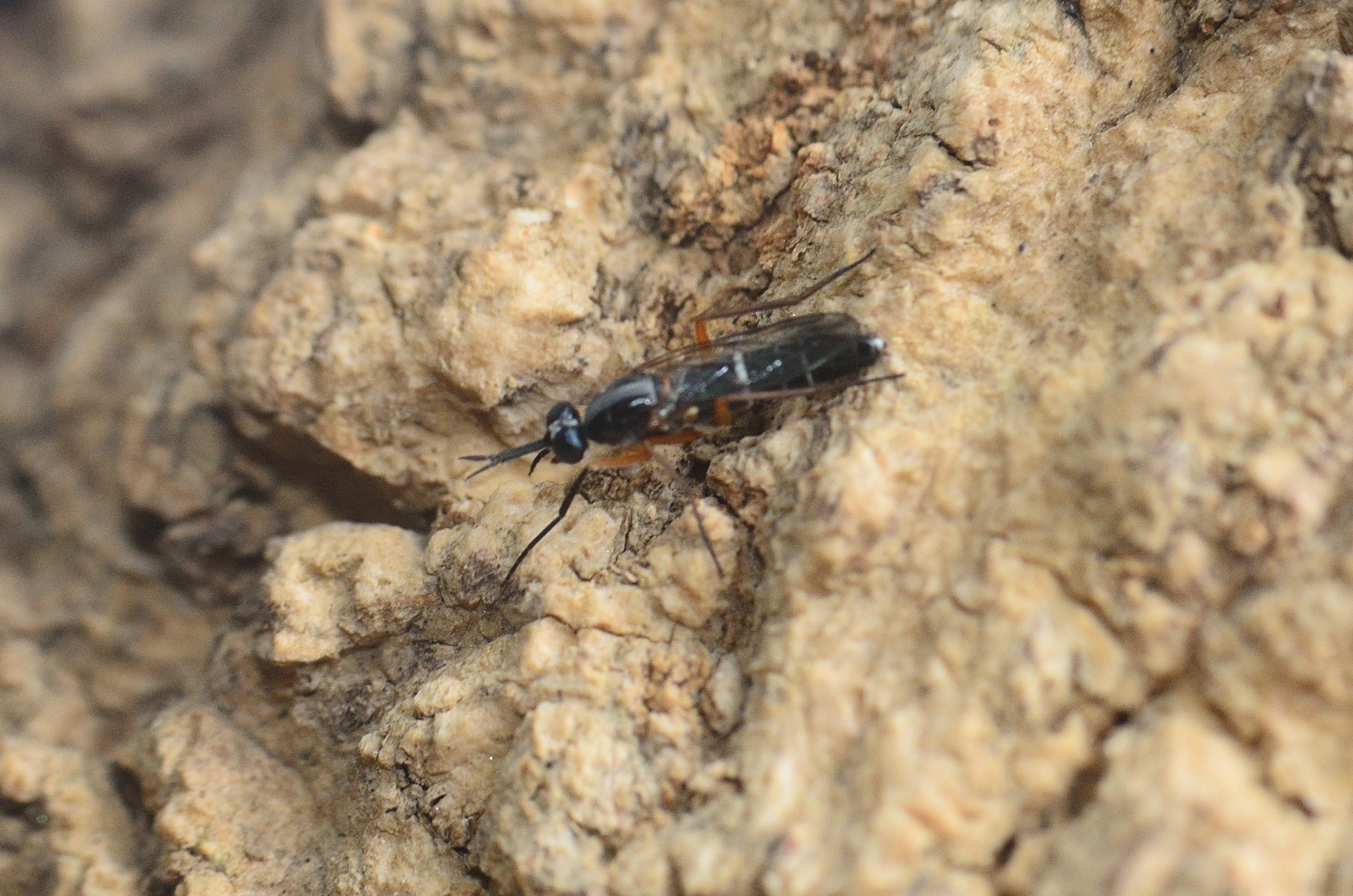 Phycus brunneus (Wiedemann, 1824)