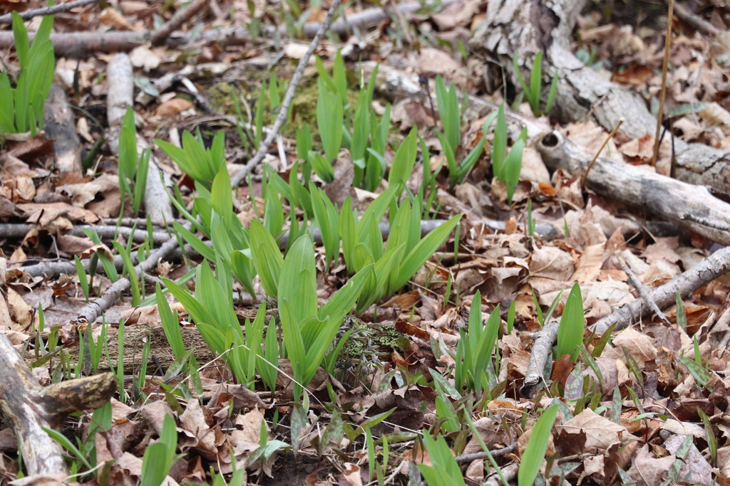 wide leek in April 2023 by Brian Popelier · iNaturalist