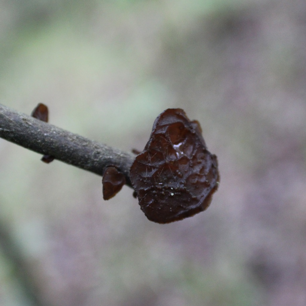 Exidia recisa from Faulkner County, AR, USA on April 26, 2023 at 03:38 ...