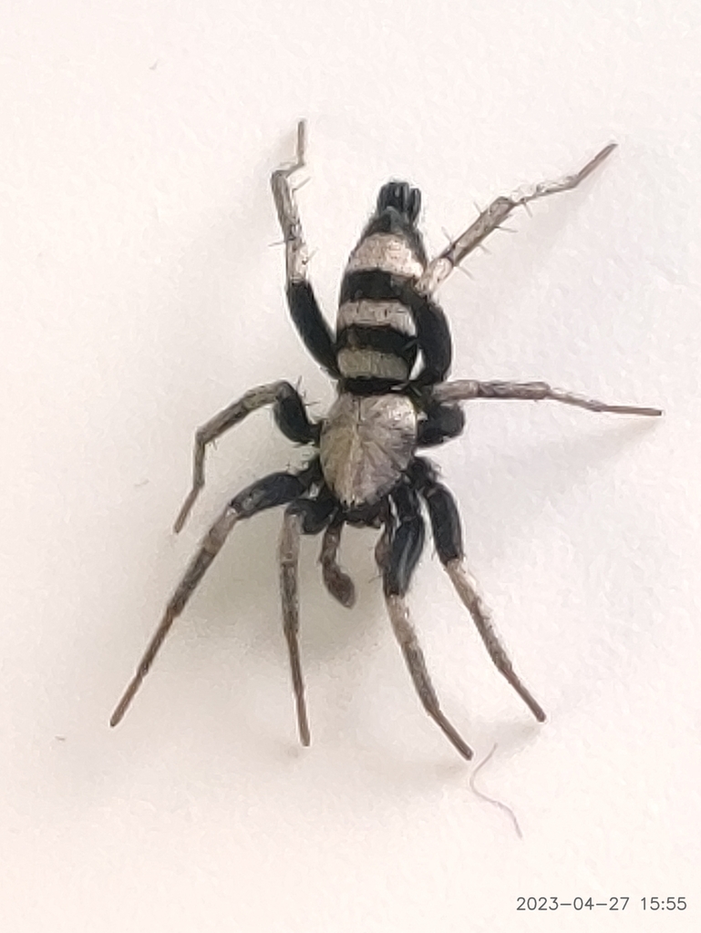 Flat-bellied ground spider from Zhuzhou, CN-HN, CN on April 26, 2023 by ...