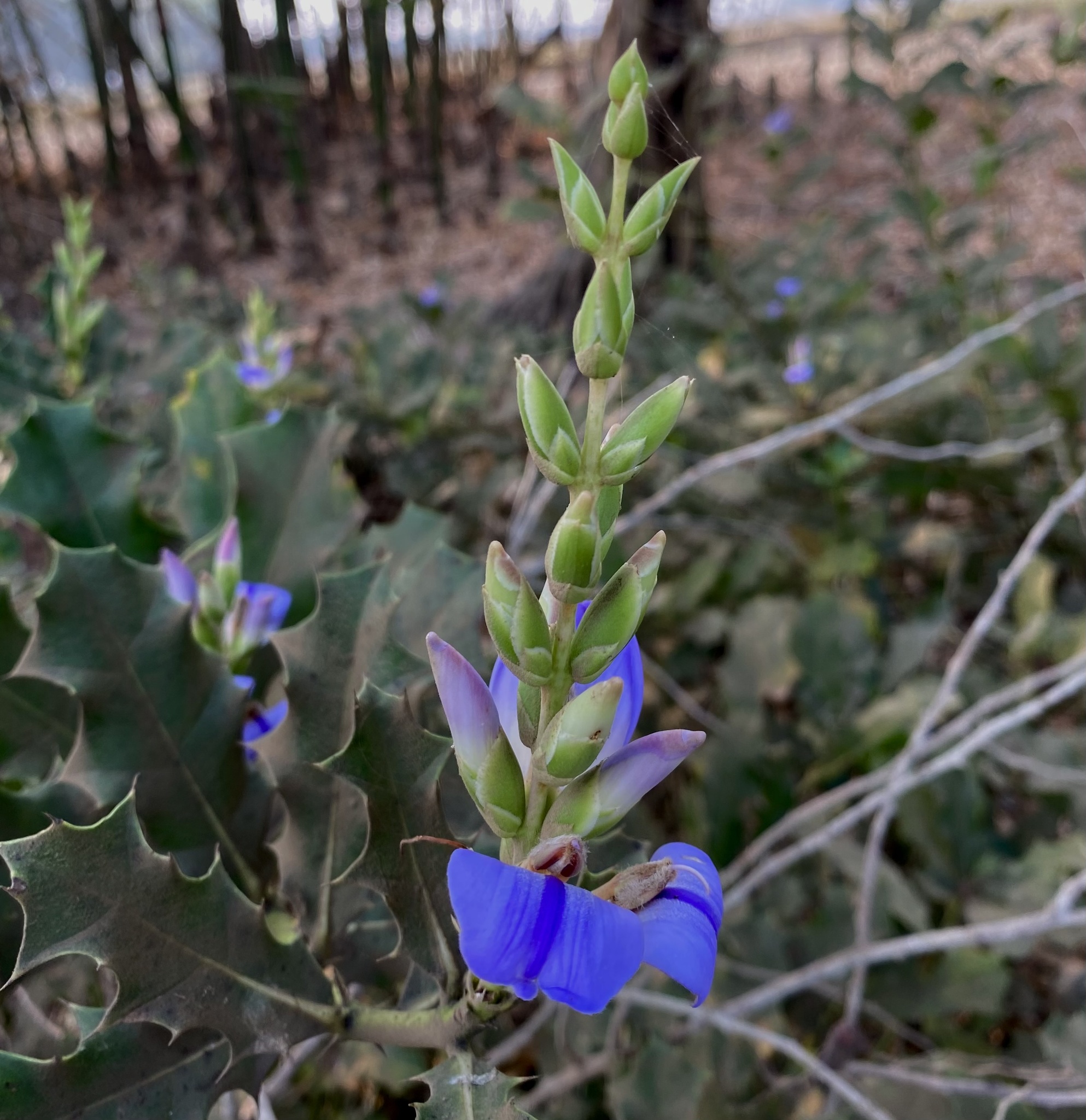Acanthus ilicifolius L.