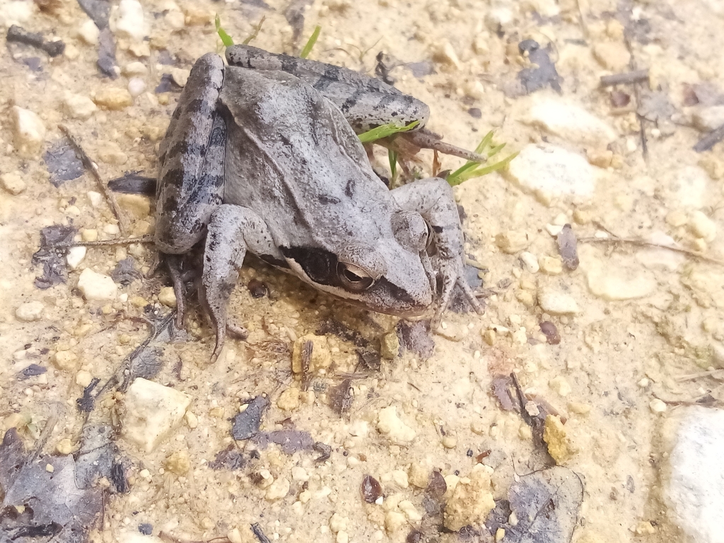 Pond Frogs from Biron on April 27, 2023 at 02:57 PM by gjucada ...