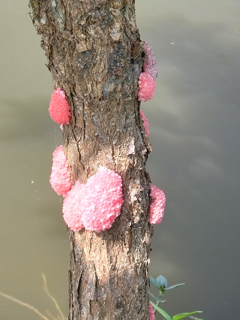 Channeled Apple Snail from 台灣宜蘭縣 on April 16, 2023 at 02:45 PM by Benny ...