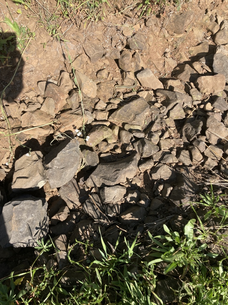Something from North Table Mountain Ecological Reserve, Butte County ...
