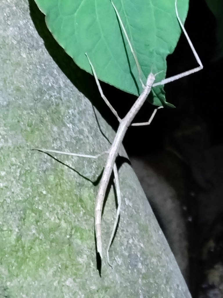 Pink-winged Stick Insect from 台灣新竹縣 on April 22, 2023 at 07:58 PM by ...