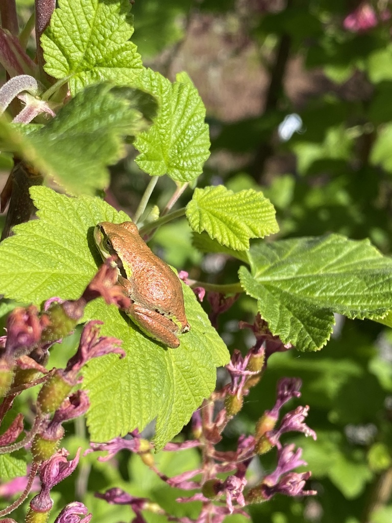 Northern Pacific Tree Frog from Arcata Marsh and Wildlife Sanctuary ...
