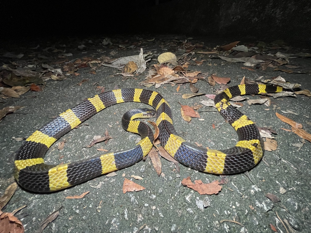 Banded Krait in April 2023 by alexericsonlee · iNaturalist