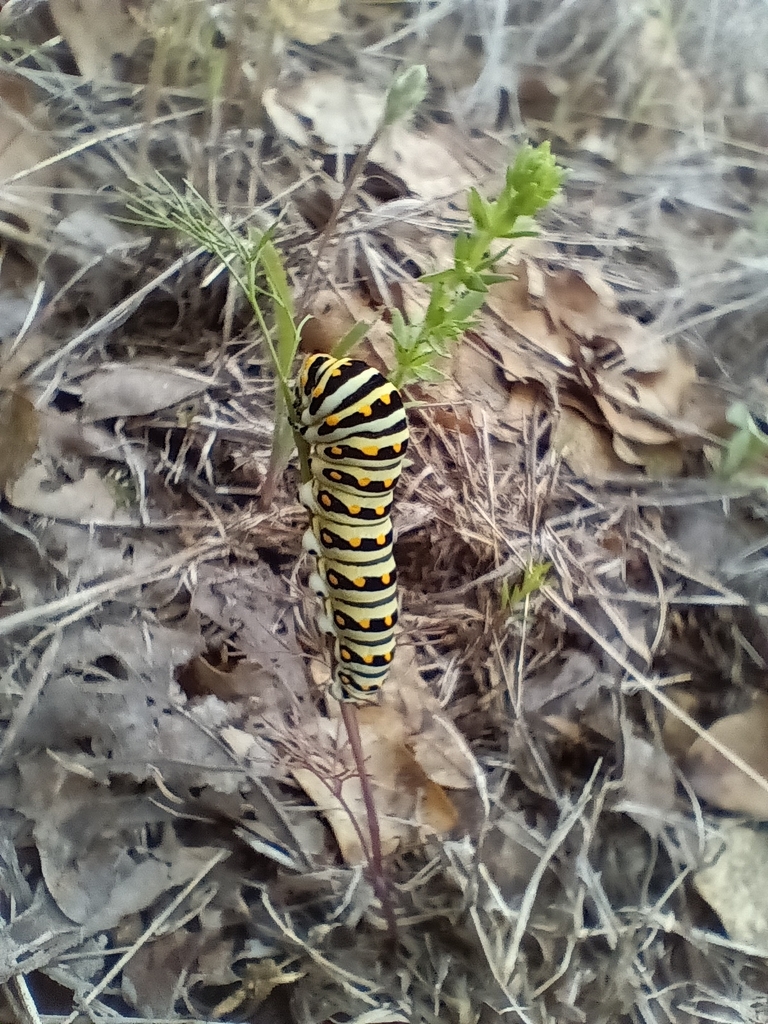 Black Swallowtail from Mineral Wells, TX, USA on April 27, 2023 at 11: ...