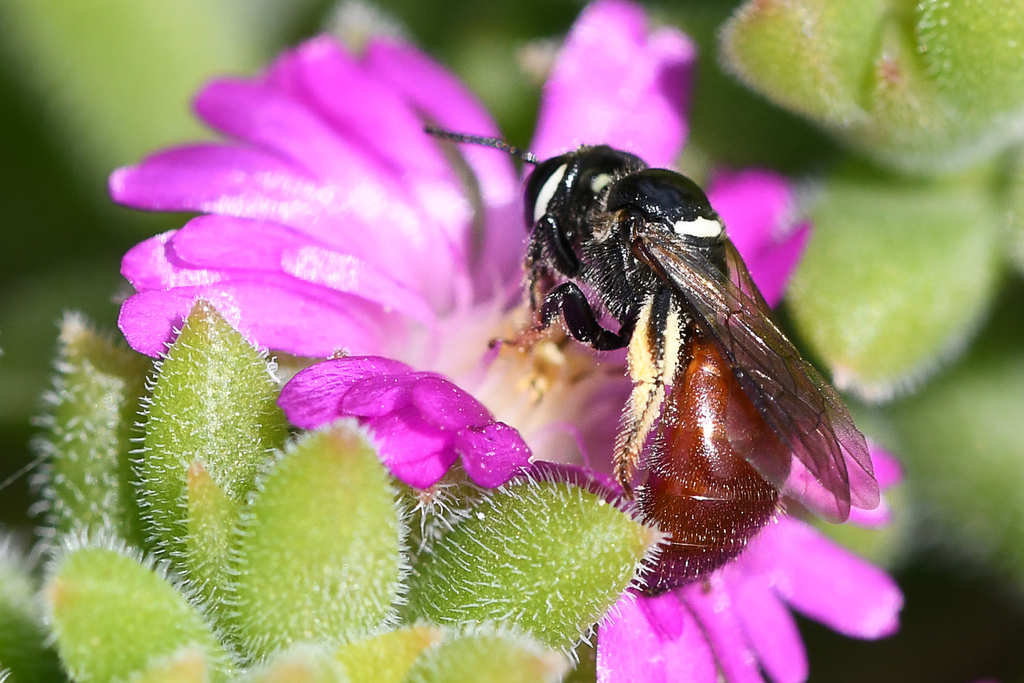 Allodape from Colchester, Gqeberha, South Africa on December 19, 2022 ...