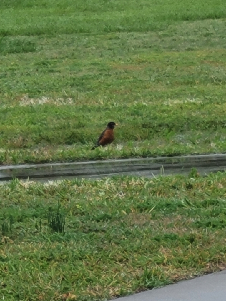 American Robin from Owasso, OK, USA on April 27, 2023 at 12:00 PM by ...
