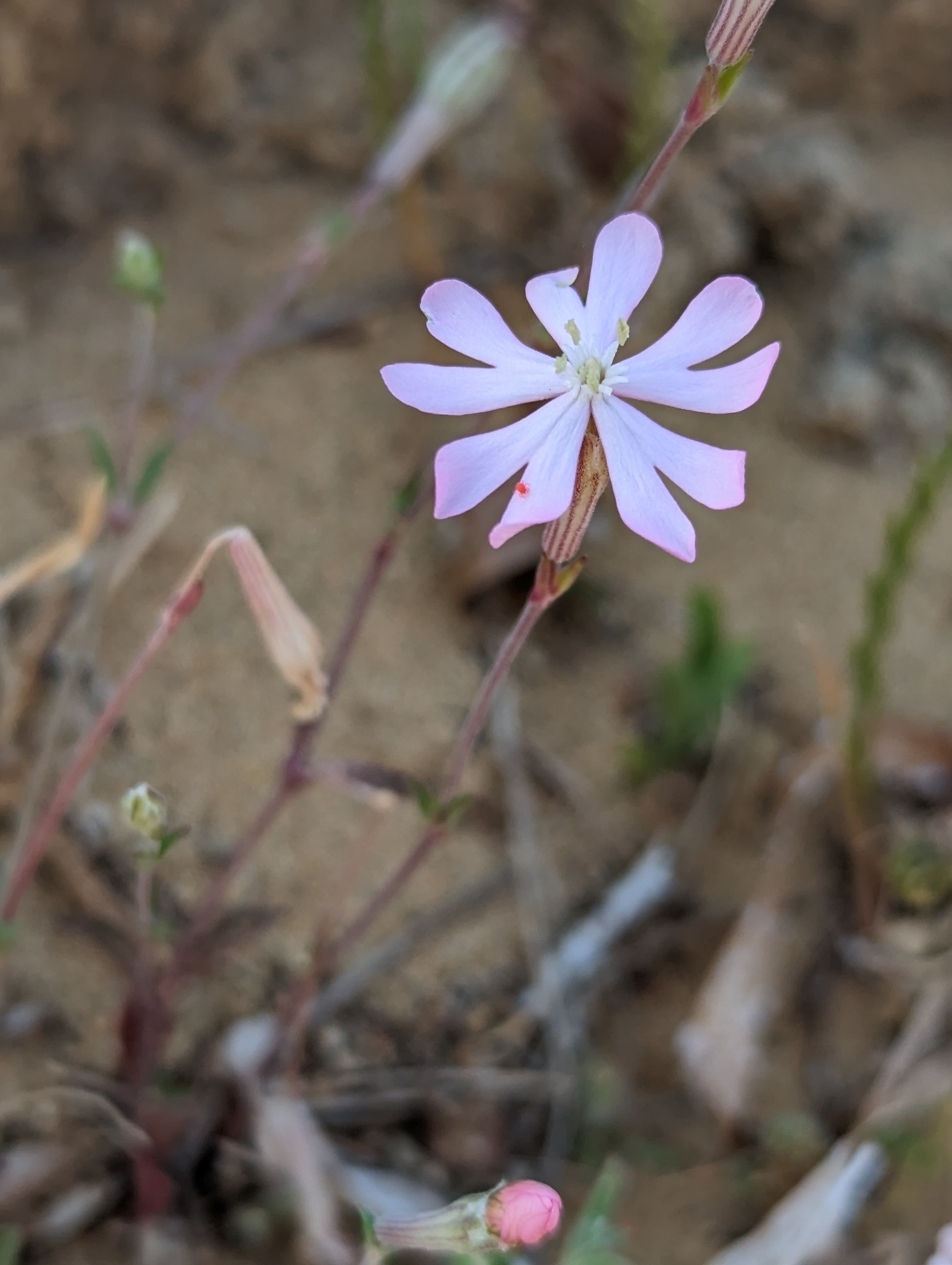 Silene sericea All.