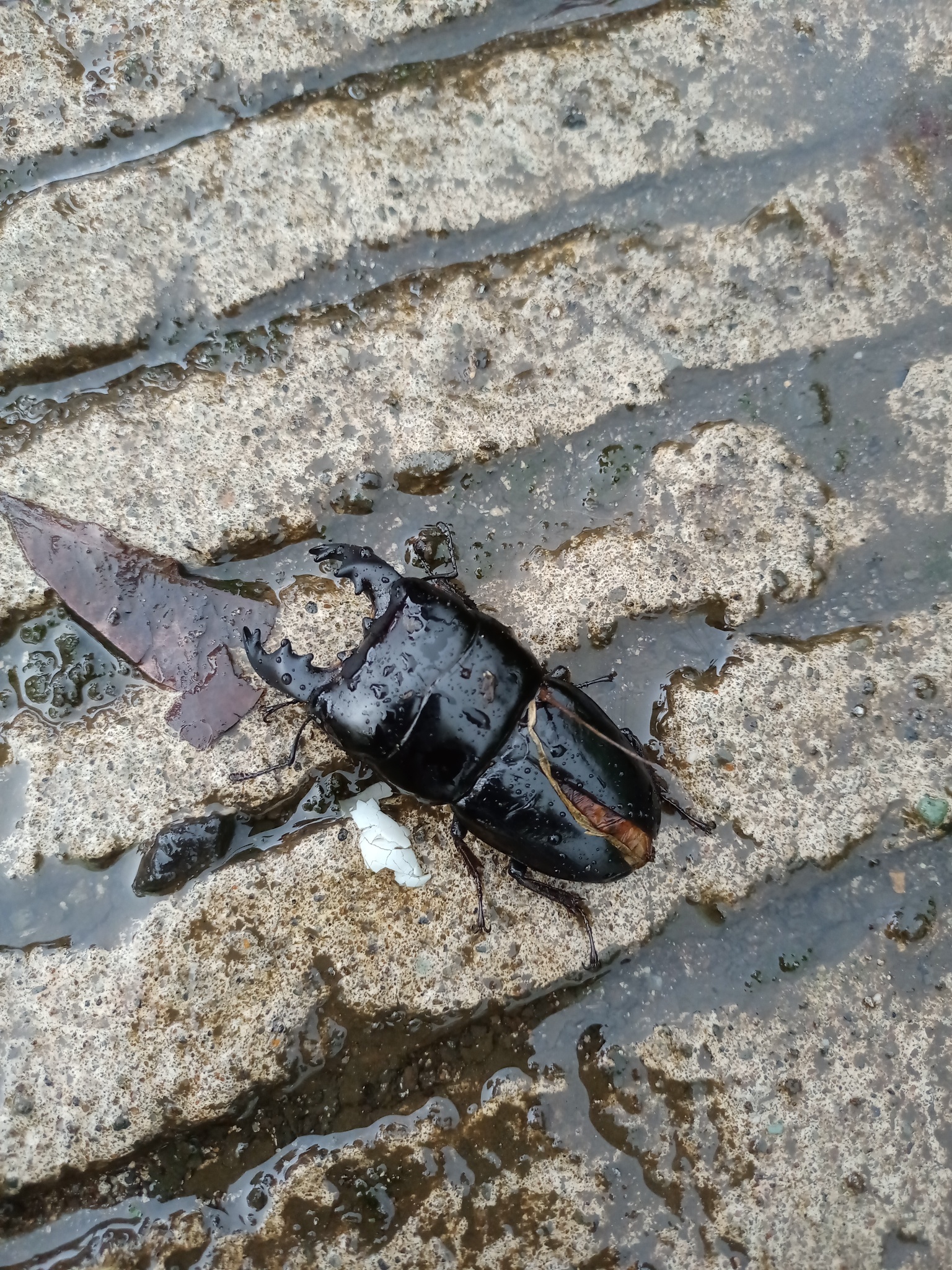 Serrognathus eurycephalus (Burmeister, 1847)