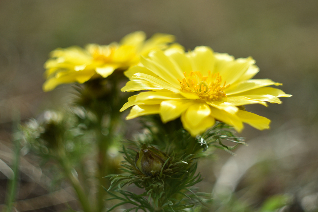 Spring Adonis in April 2023 by Мария Ушакова · iNaturalist