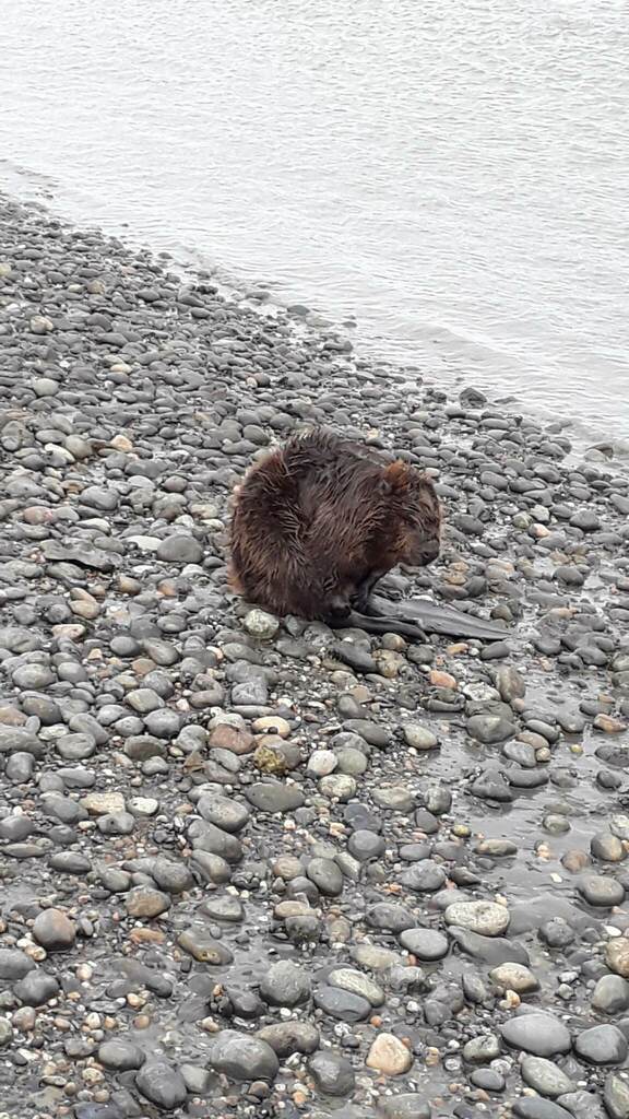 American Beaver from Costa Atlántica Tierra del Fuego, Rió Grande ...