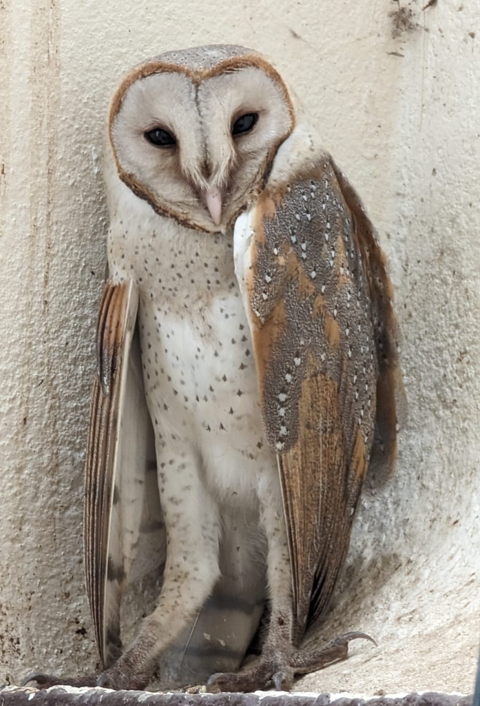 Indian Barn Owl from The Landmark, Phase-1, Kantilo, Bhubaneswar ...
