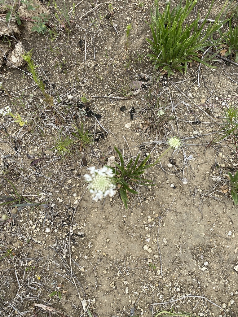 Barbara's-buttons from Decatur, TX, US on April 27, 2023 at 12:30 PM by ...