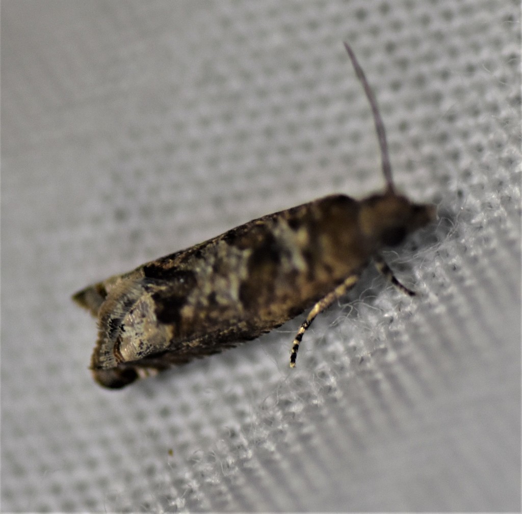 Lantana Flower-Cluster Moth from Barbara B. Pedersen Wildlife Preserve ...
