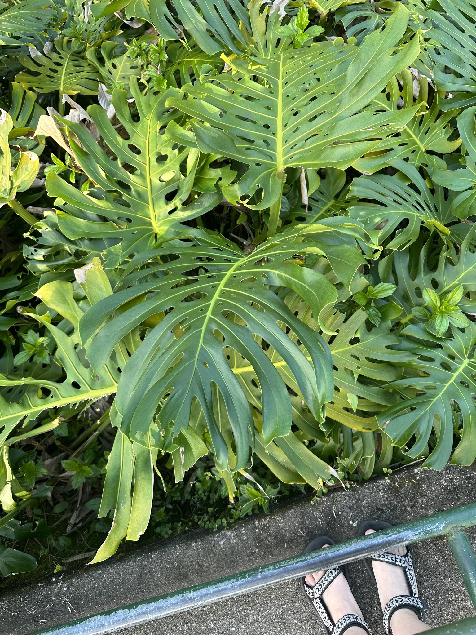 Monstera deliciosa Liebm.