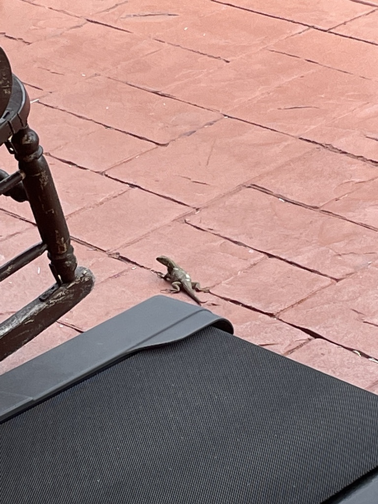 Northern Curly-tailed Lizard from SW 146th Ct, Miami, FL, US on April ...