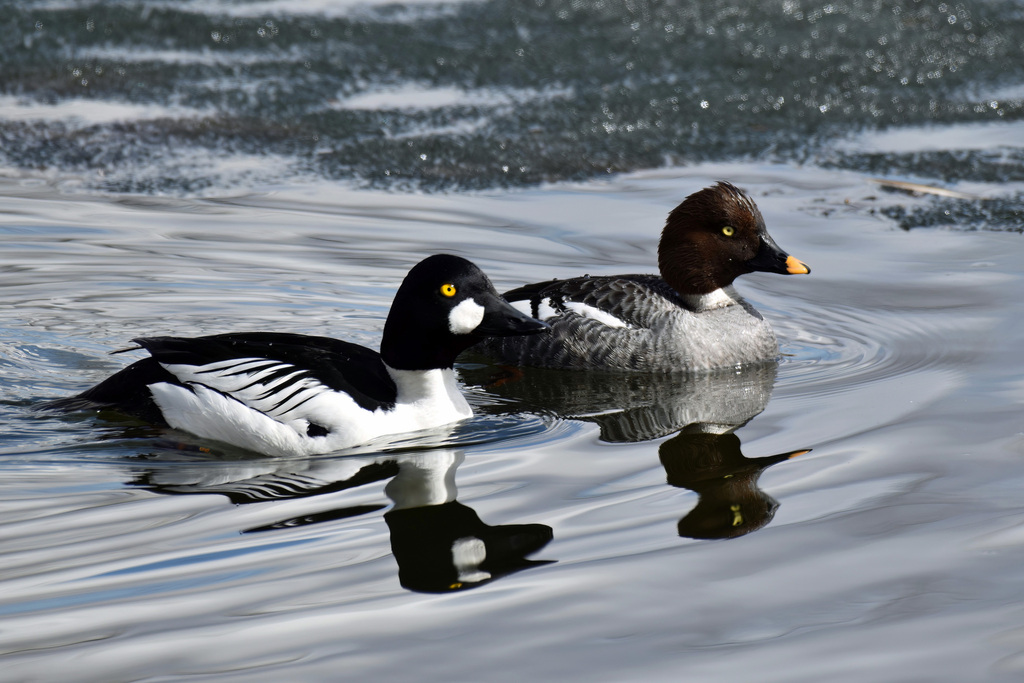 Common Goldeneye from Bower Ponds, Red Deer, AB T4N, Canada on April 24 ...